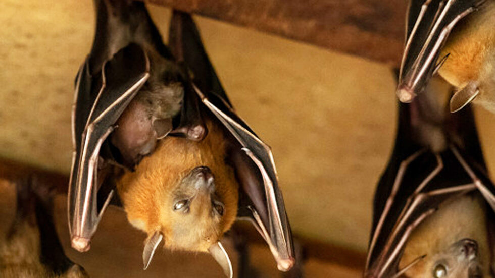 Do Bats Roost In Basements? Let's dive into the Deep