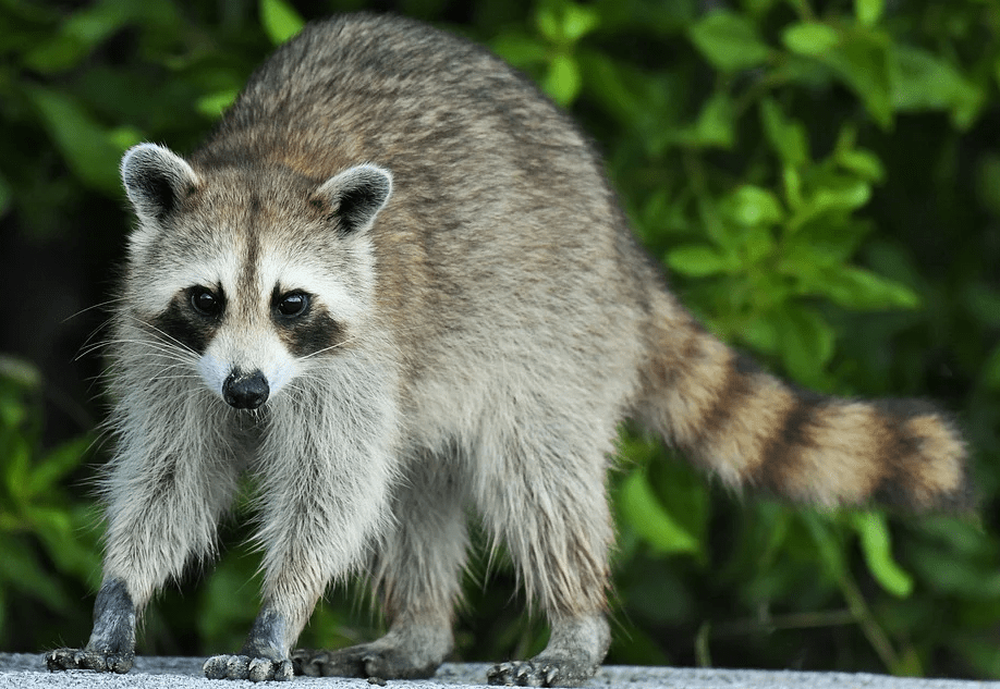 Professional Raccoon Removal Service with 100% Satisfaction